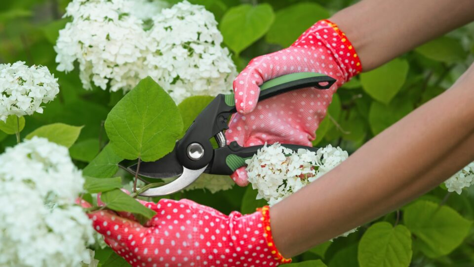 10 Things You Need To Know Before Cutting Back Hydrangeas (And How It ...
