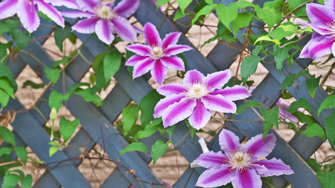 12 Vibrant Flowering Vines For Your Trellis (And More Show-Stopping ...