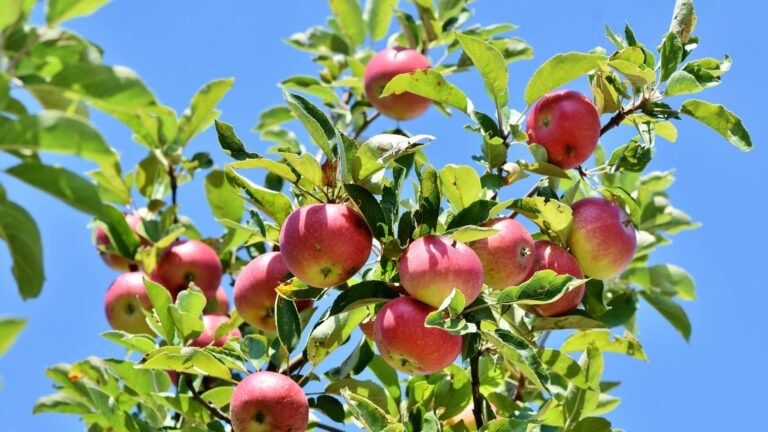 14 Reasons Why Your Tree Is Dropping Fruit (And How to Fix It Fast)