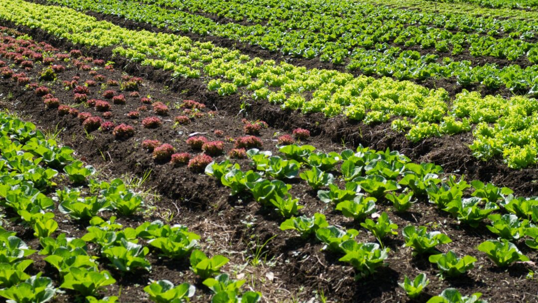 15 Amazing Benefits of Crop Rotation (And How It Can Help Your Veggies ...