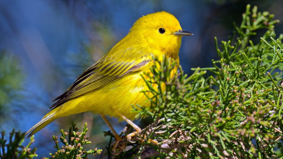 15 Beautiful Songbirds To Bring Music To Your Backyard