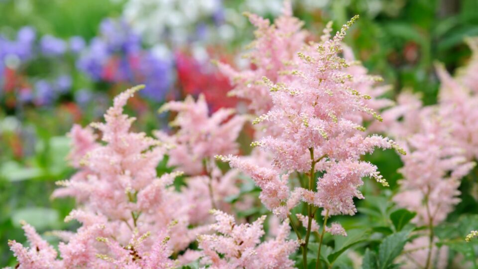 15 Best Astilbes For Shade Gardens You Should Plant This Spring (And 2 ...