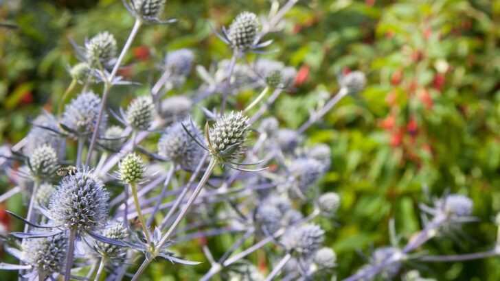 15 Best Wind-Resistant Plants For Stormy Gardens (And A Few Extras To ...