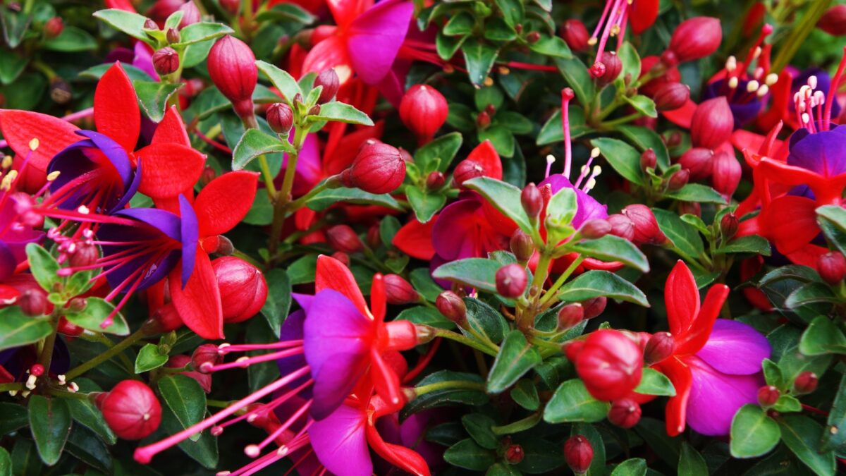 15 Clever Tips To Cut Back Fuchsia For Gorgeous Blossoms (And More Ways ...