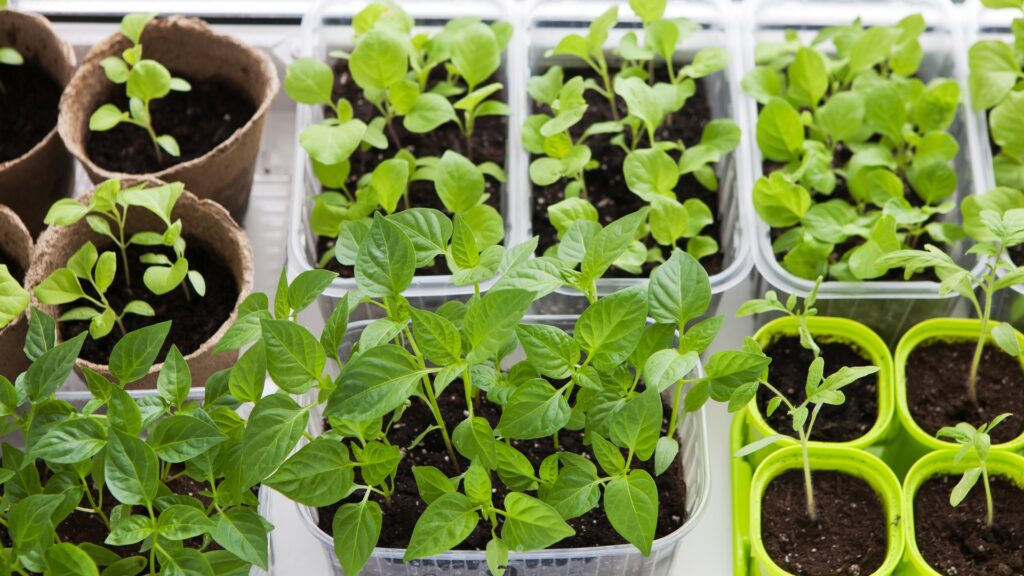 15 Expert Tips For Hardening Off Plants And Seedlings (And How To Keep ...