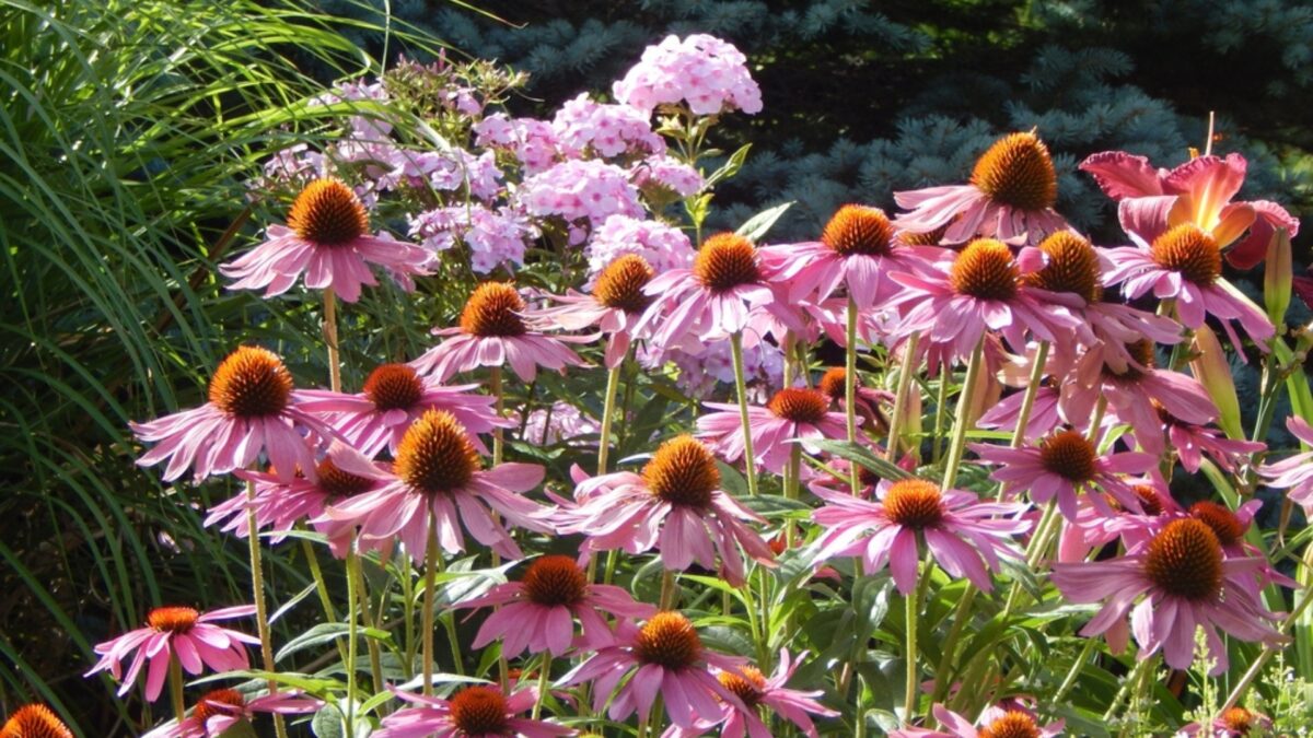 15 Fast-Growing Perennials That Will Transform Your Garden With A ...