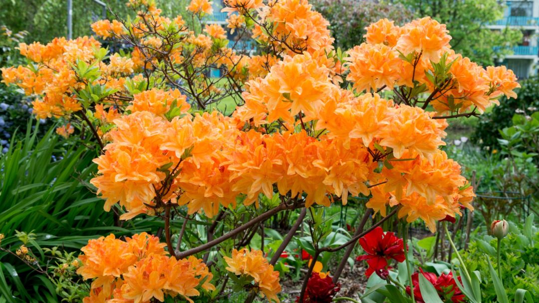 15 Fiery Orange Shrubs That’ll Set Your Garden Ablaze (Plus A Few More ...