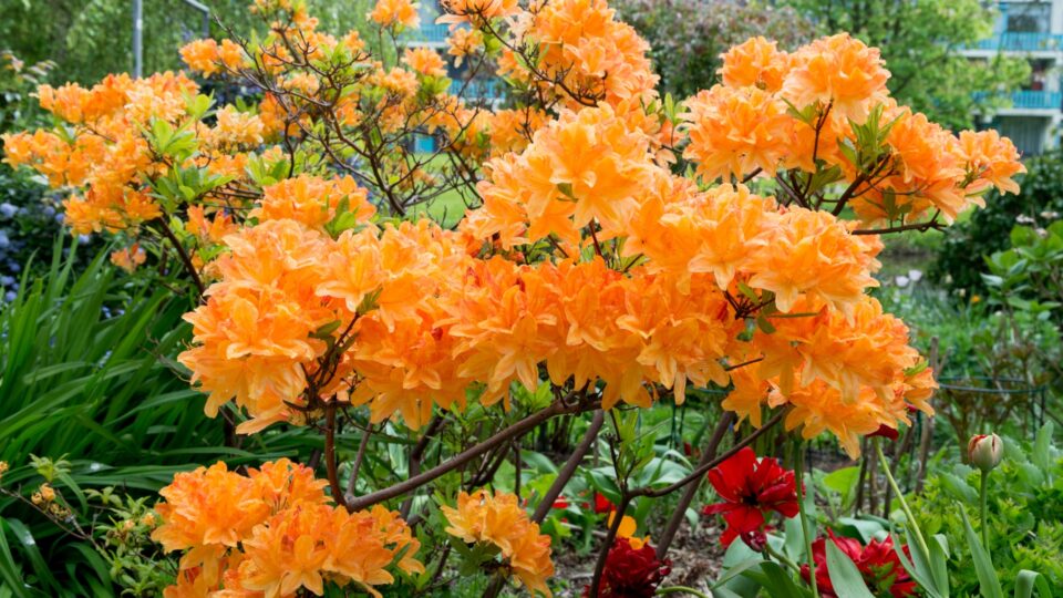 15 Fiery Orange Shrubs That’ll Set Your Garden Ablaze (Plus A Few More ...