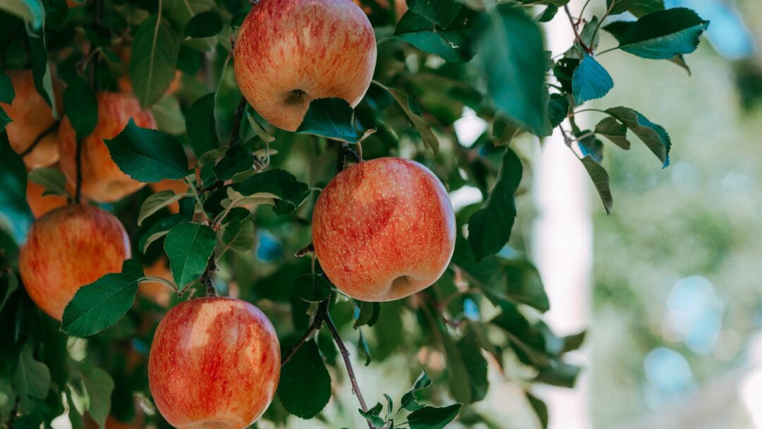 15 Fruit Tree Care Tips For May (And The Mistakes That Could Ruin Your ...