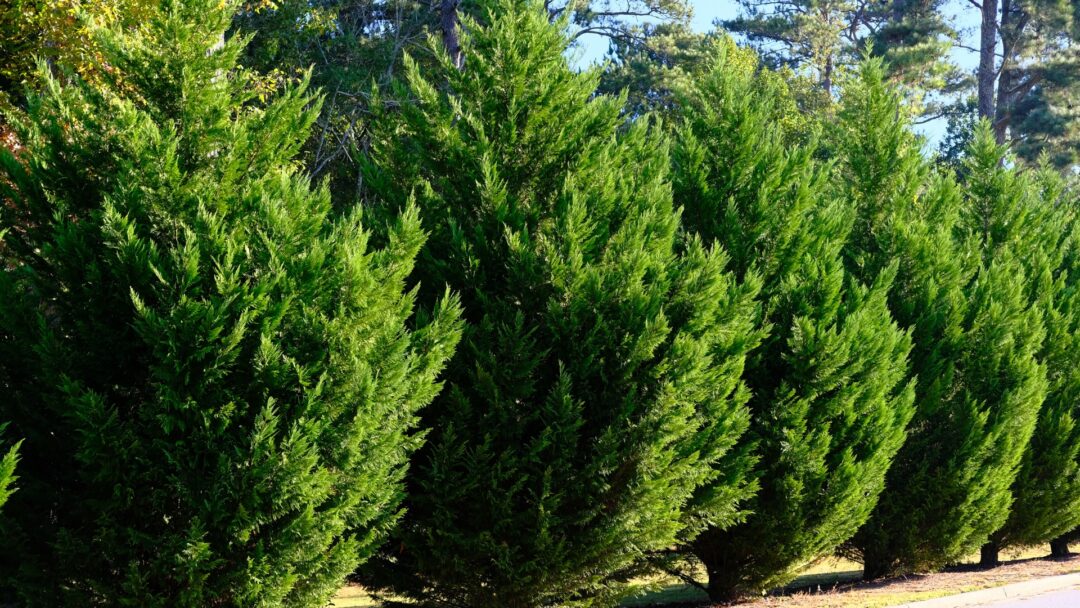 15 Gorgeous Cypress Trees That’ll Give Your Garden The Privacy It Deserves