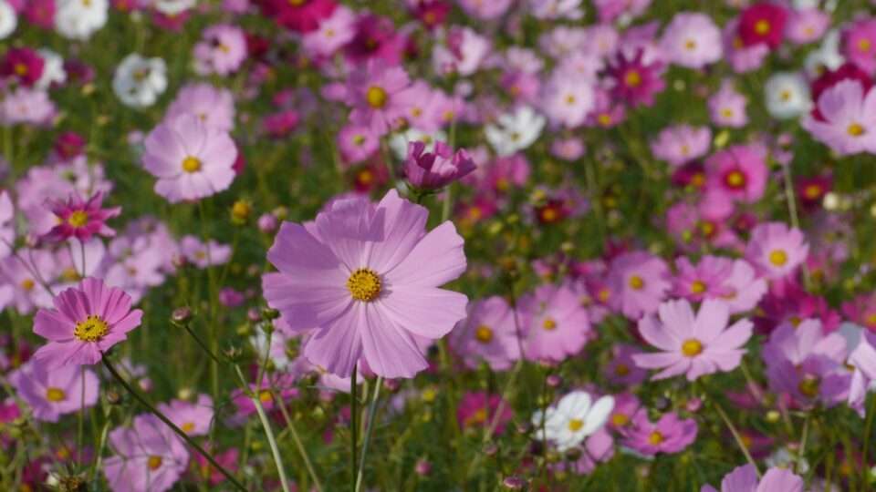 15 Gorgeous Flowers To Sow In May For A Summer Full Of Color