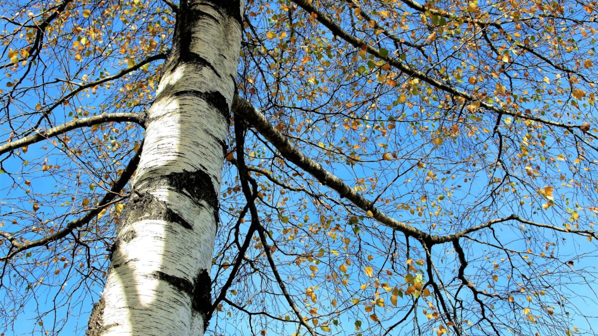 15 Must-Grow Birch Trees For Four-Season Interest (Plus Some Rare ...