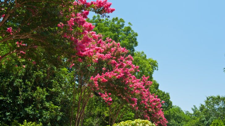 15 Pests That Could Be Destroying Your Crepe Myrtles (And Simple Solutions To Save Your Trees)