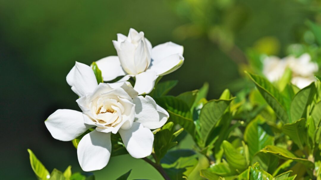 15 Reasons Your Gardenia Is Struggling To Bloom (And What You Can Do ...