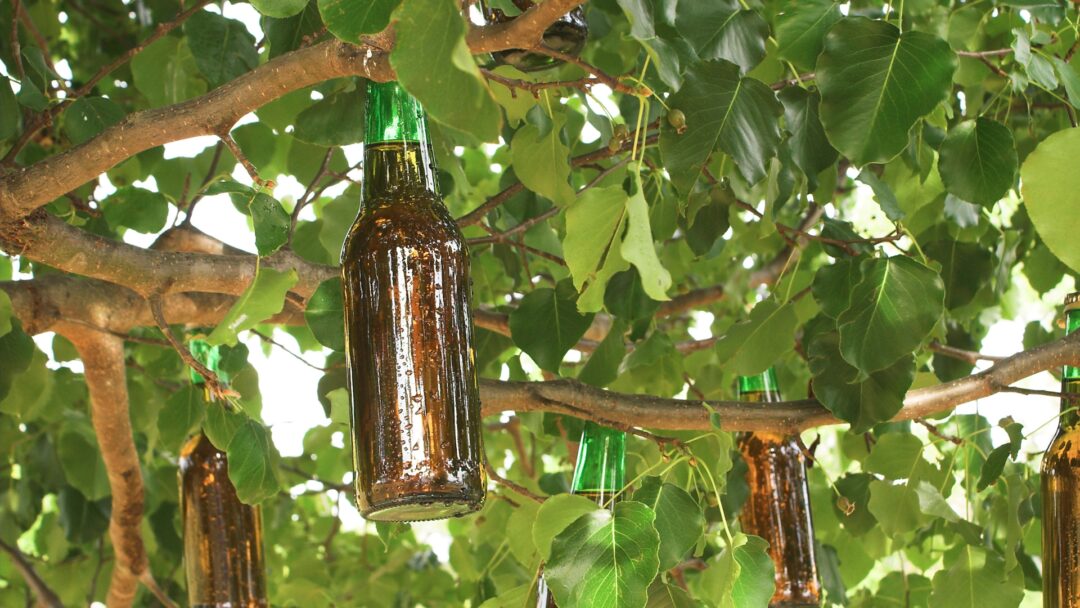 15 Secrets Behind Glass Bottles Hanging From Trees You Didn’t Know About