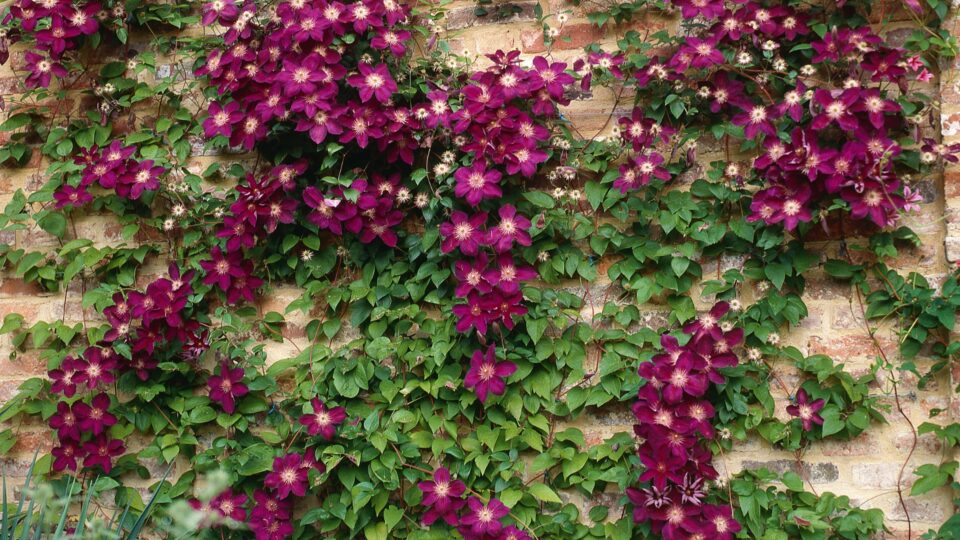 15 Stunning Climbing Plants That Grow In Spirals (And A Few More That ...