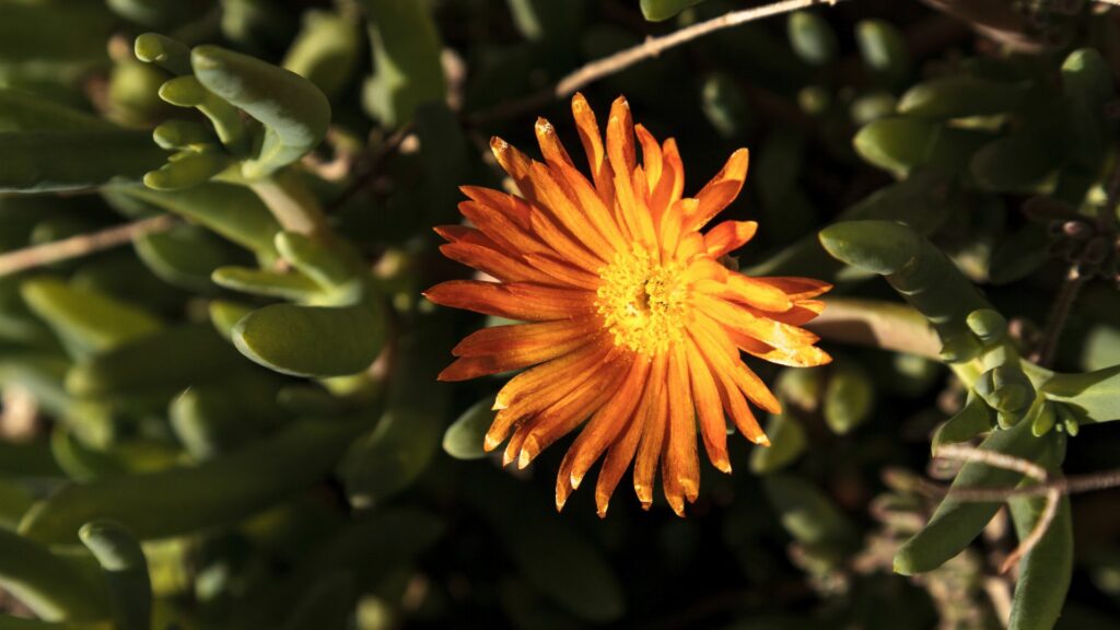 15 Stunning Orange-Flowering Ground Covers That’ll Brighten Up Any Space