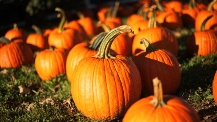 15 Surprising Facts About The Average Pumpkin Weight That Might ...