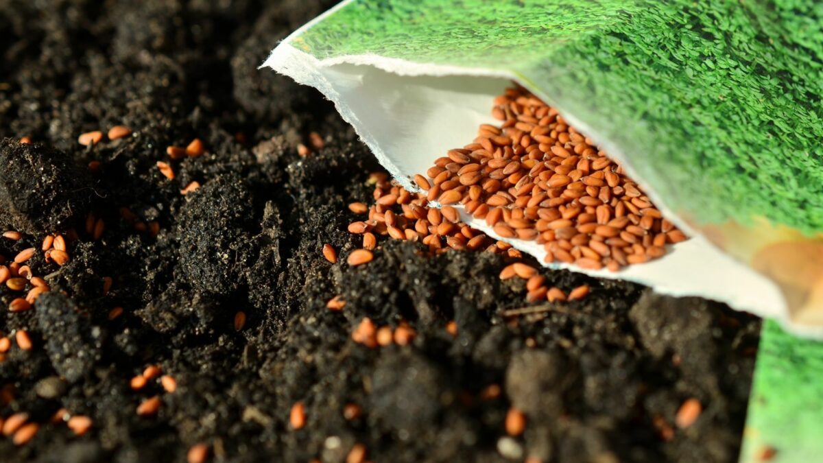 15 Things You Should Know About Expired Garden Seeds (And When To Toss ...