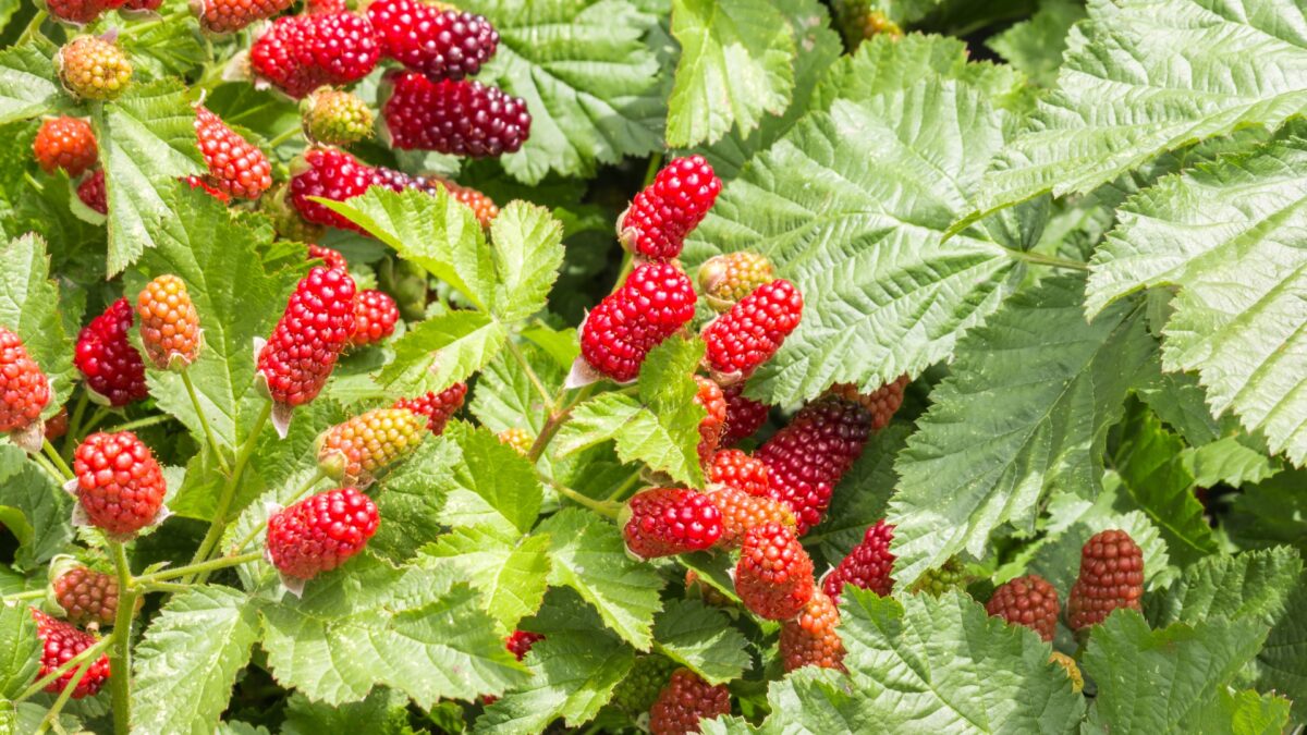 15 Tips To Grow Loganberries – For Reliable Yields Of Large, Juicy Fruit