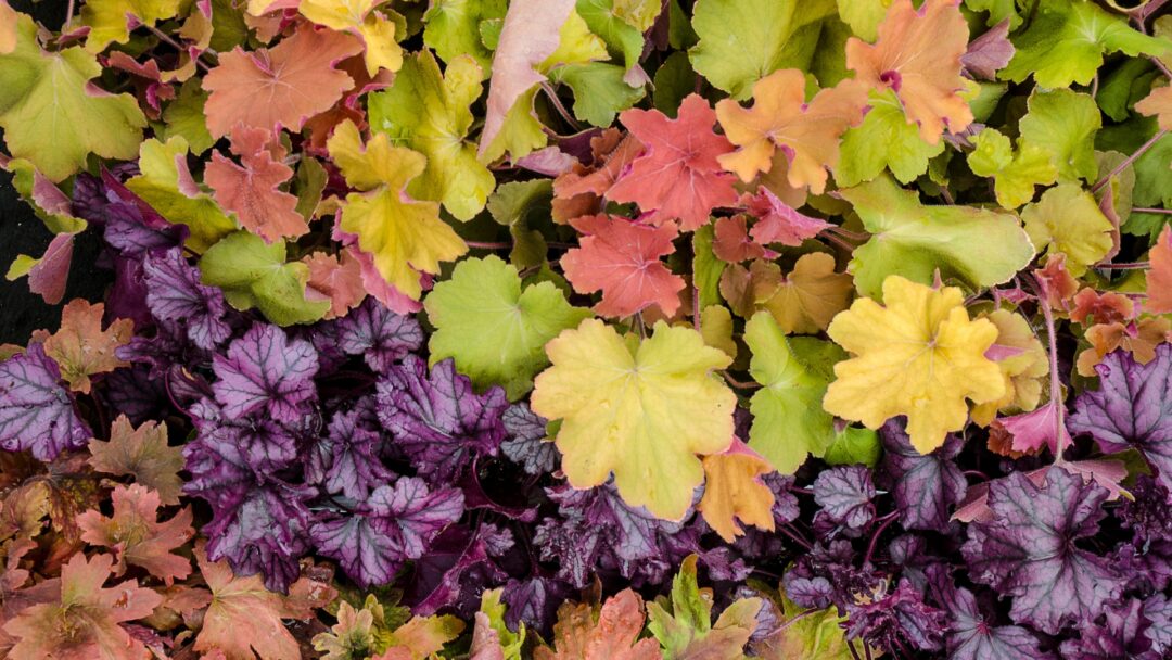 16 Coral Bells That Love the Shade (And Look Amazing Doing It)