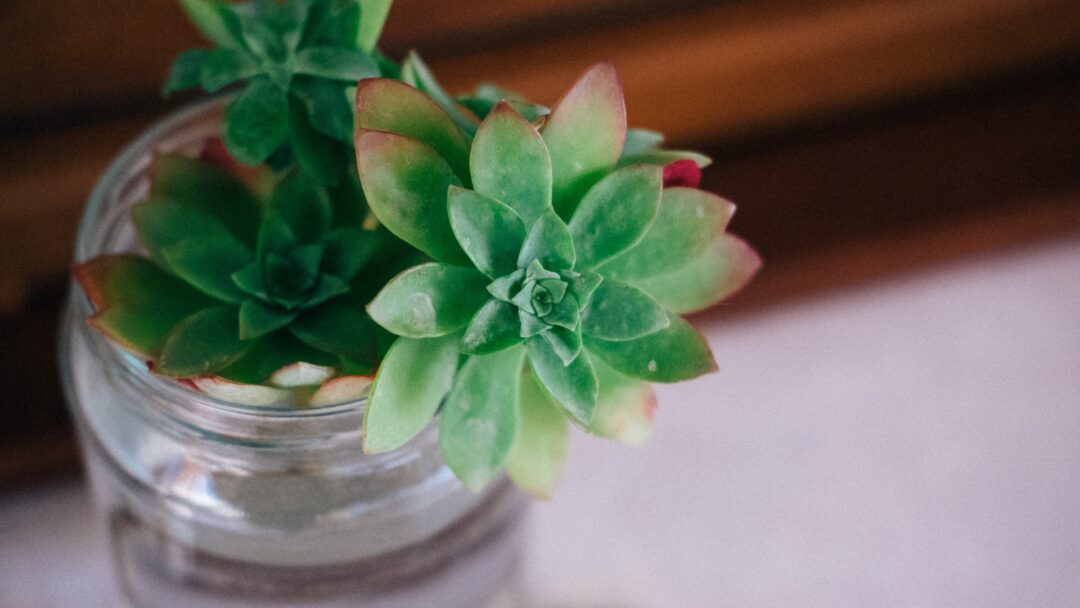 SUCCULENTS AND CACTUSES - Positivebloom