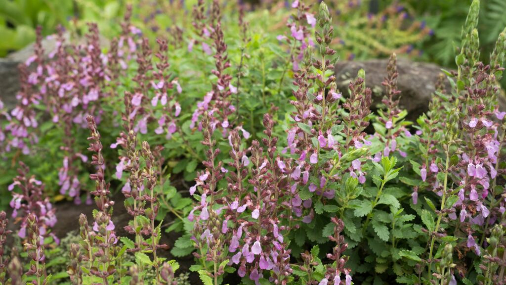 17 Big Reasons Why Wall Germander Belongs In Your Herb Garden