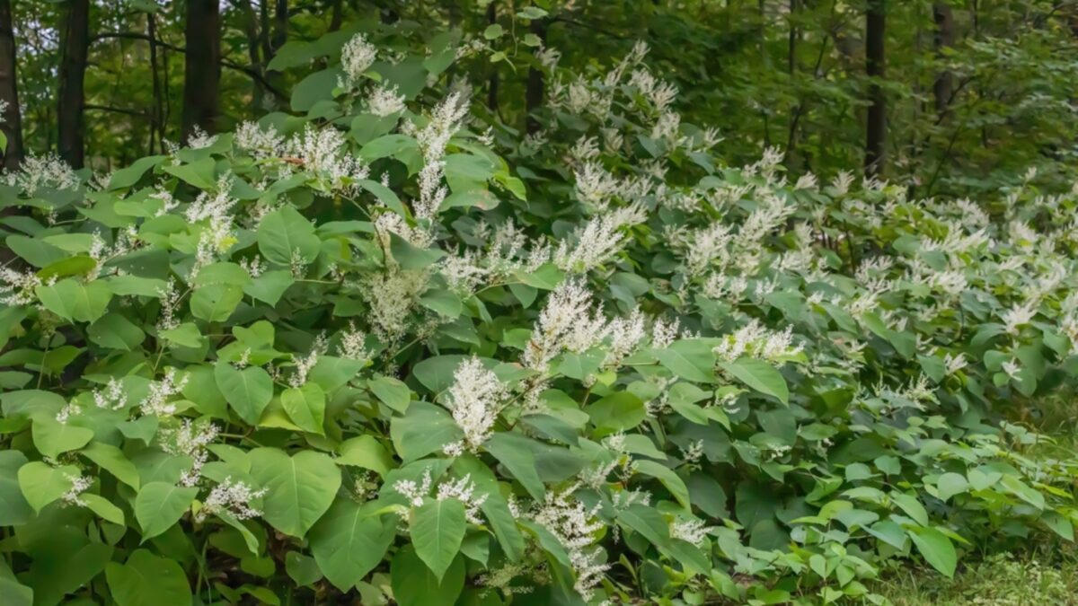 17 Common Plants That Are Illegal To Grow In Your Backyard In Europe