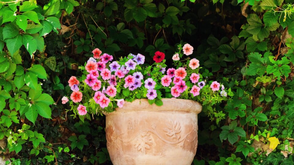 17 Gorgeous Ways To Use Petunias In Your Landscape And Create A ...