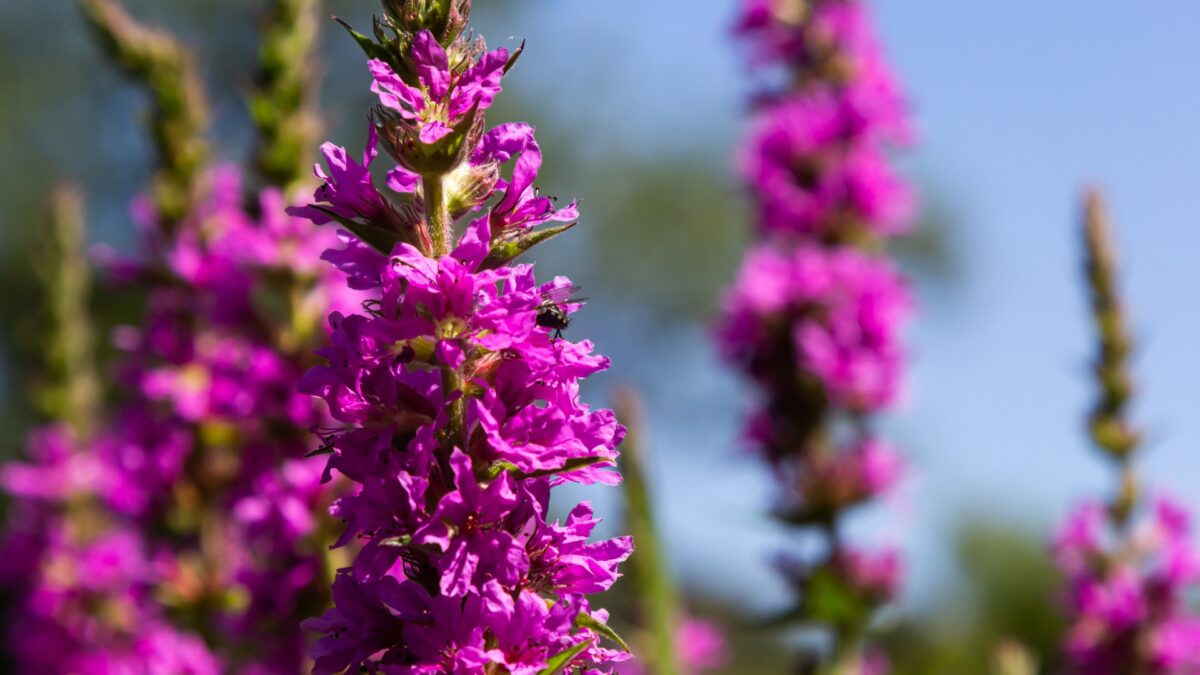 17 Pretty Purple Flowers That Are Actually Invasive Weeds