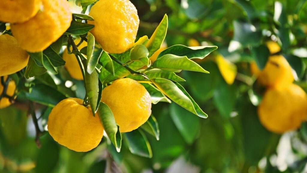 17 Reasons To Spray Your Citrus Trees With Seaweed Extract (And What ...