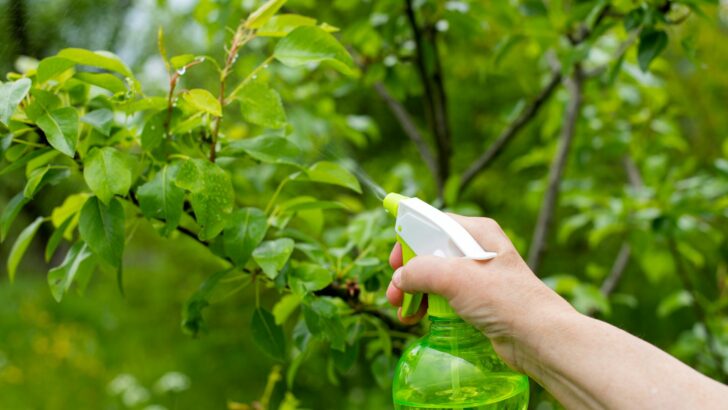 17 Signs It's Time To Fertilize Your Fruit Trees (And How To Do It Right)