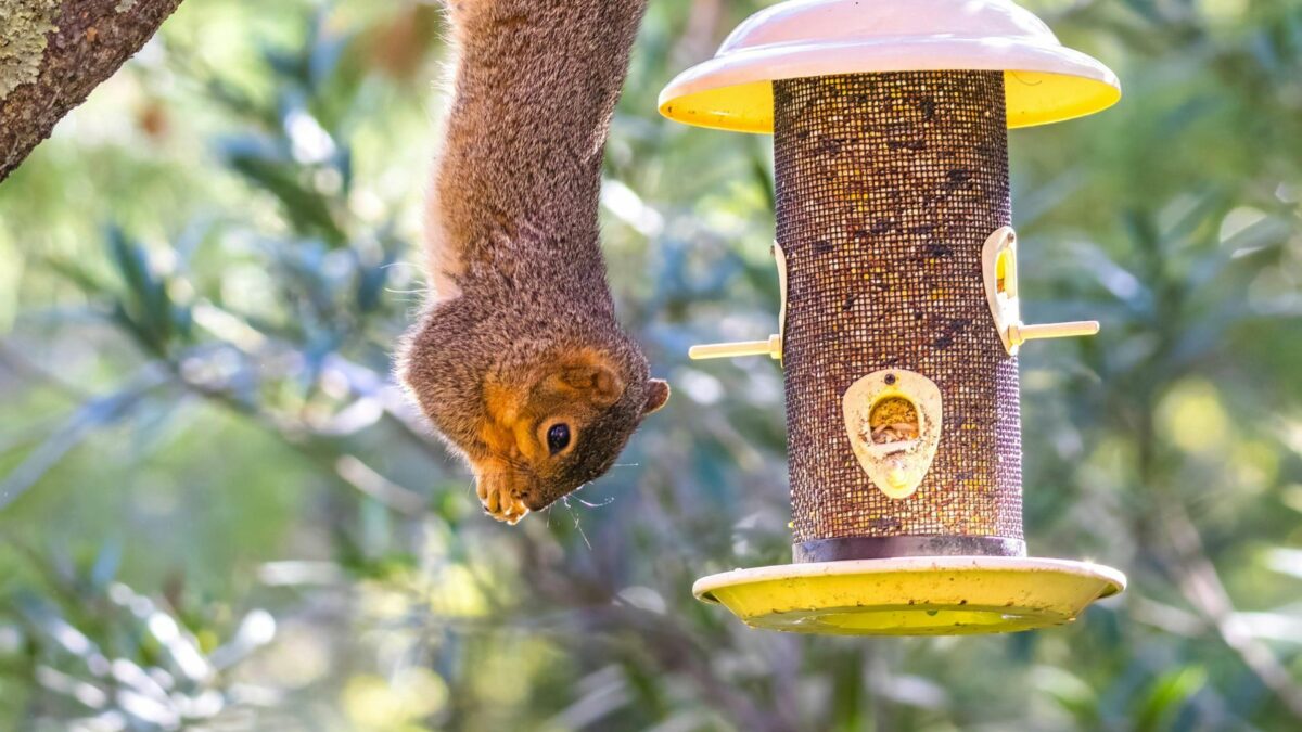 17 Ways To Squirrel-Proof Your Bird Feeders (Plus The 5-7-9 Rule That ...