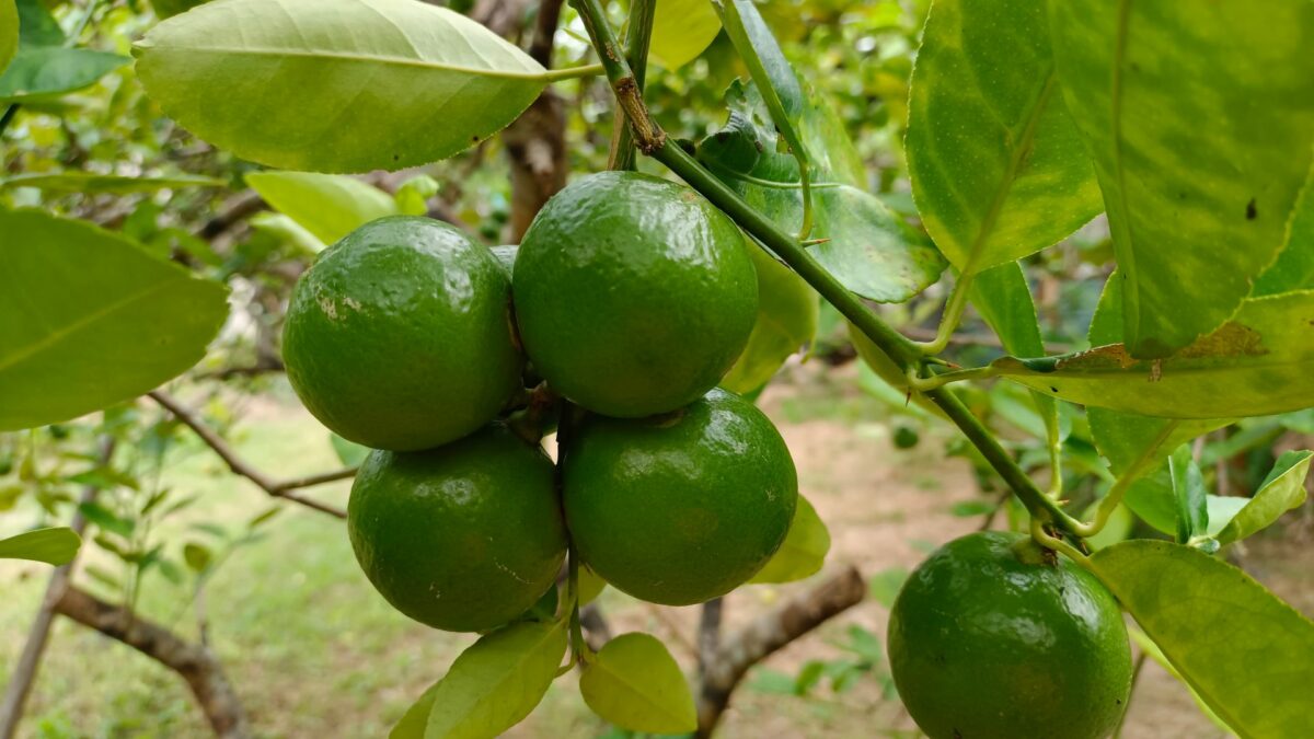 18 Best Citrus Trees To Grow In Your Backyard For A Sweet Harvest