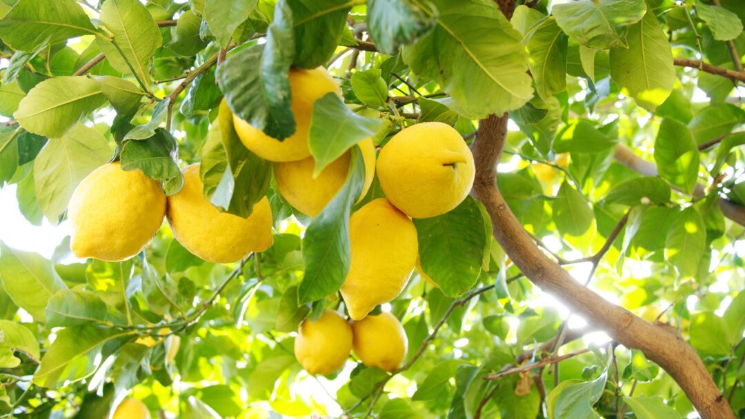 18 Brilliant Hacks To Grow More Lemons Than You Ever Thought Possible