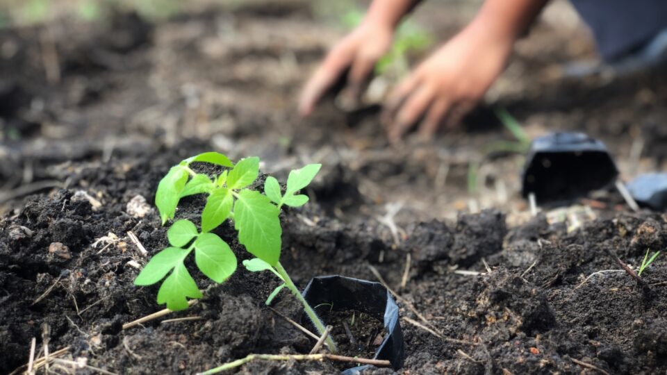 18 Must-Have Ingredients For Your Tomato Planting Hole To Grow Juicy ...