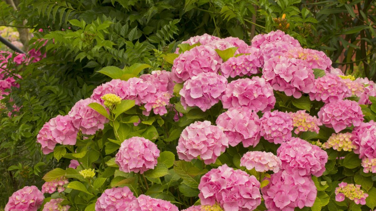 18 Pink Hydrangeas So Gorgeous, You'll Want Them All in Your Garden