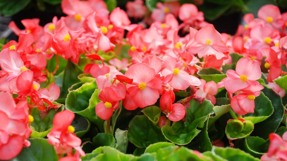 20 Best Types Of Trailing Begonias (And Care Tips To Make Them Last Longer)