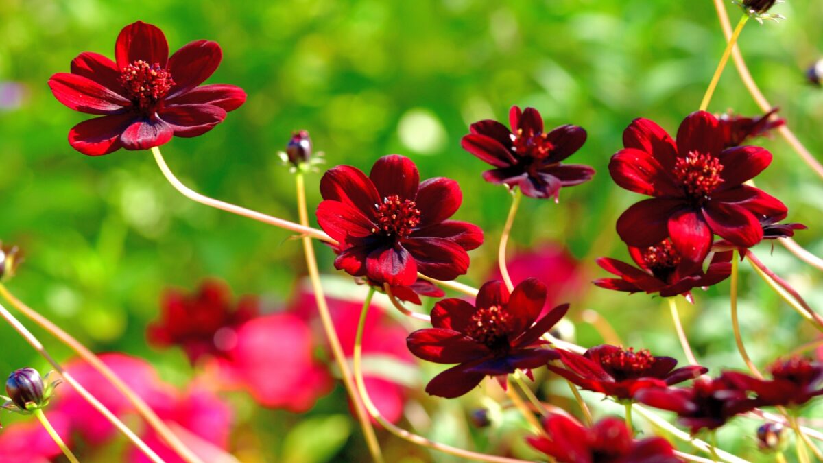 20 Deliciously Fragrant Plants That Smell Like Chocolate, Vanilla, Or ...