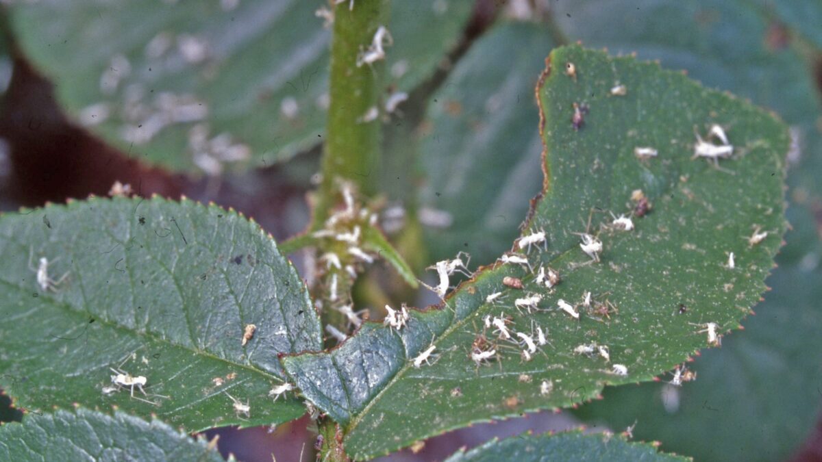 20 Easy Tips To Prevent Aphids From Ruining Your Roses (And A Few More ...