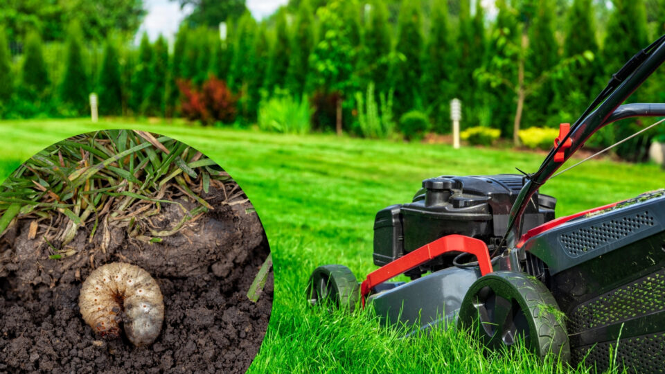 20 Lawn Mowing Tips To Prevent Grubs From Invading Your Yard