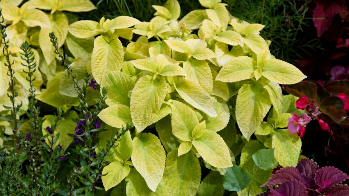 20 Lush Green Foliage Annuals To Fill In Your Garden (With Bonus Picks ...