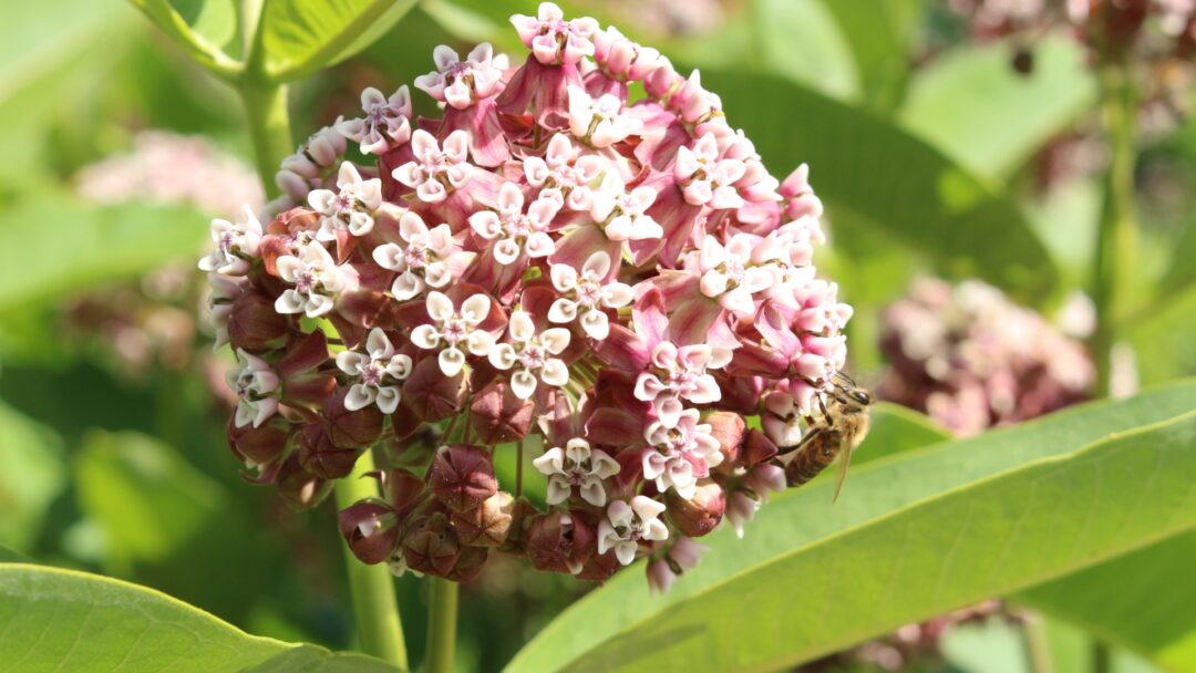 20 Plants That Attract Rare Pollinators To Your Garden Like Magic