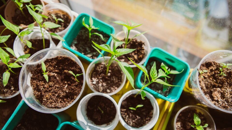 20 Plants You’ll Regret Growing From Seed