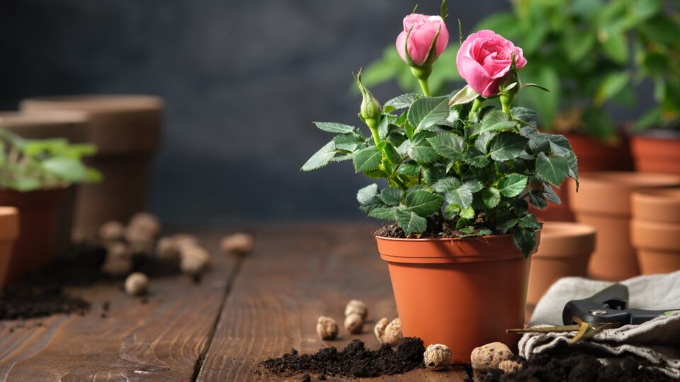 20 Quick Steps To Effortlessly Transplant Your Roses (And A Few More ...