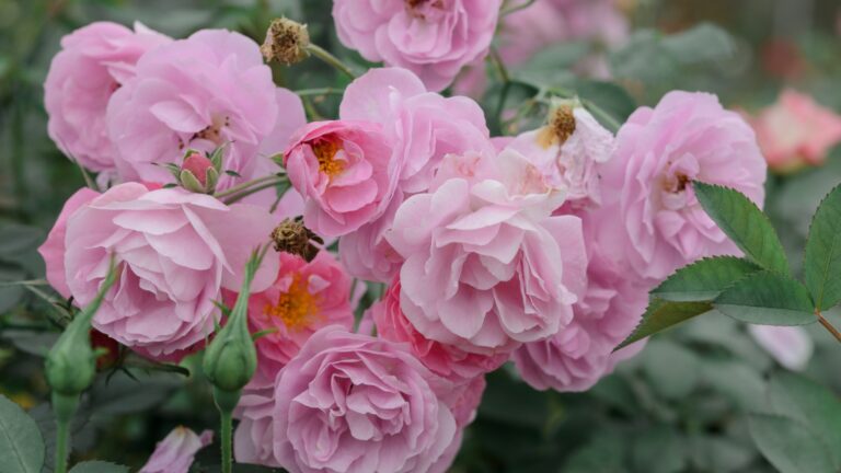20 Reasons Why The Rambling Rose Is The Easiest Variety To Grow