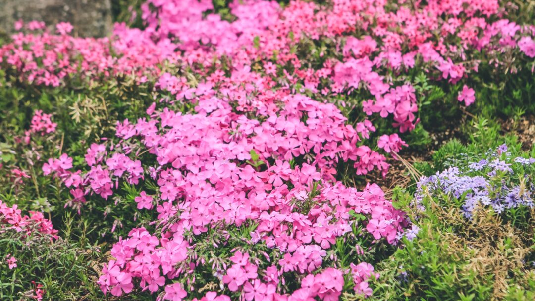 20 Simple Yet Beautiful Ground Cover Ideas For A Gorgeous Landscape