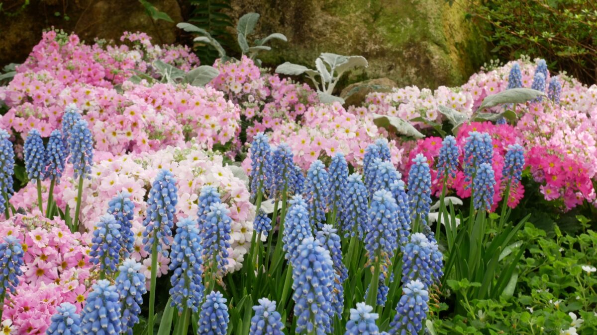 20 Soft Pastel Perennials (Plus A Few More For A Dreamy Cottage Garden ...