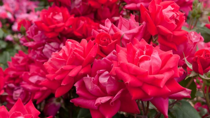 20 Stunning Landscaping Ideas With Knock Out Roses (And Even More ...