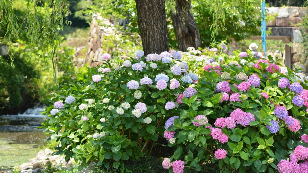 20 Tricks To Double Hydrangea Blooms And Keep Them Beautiful All Season